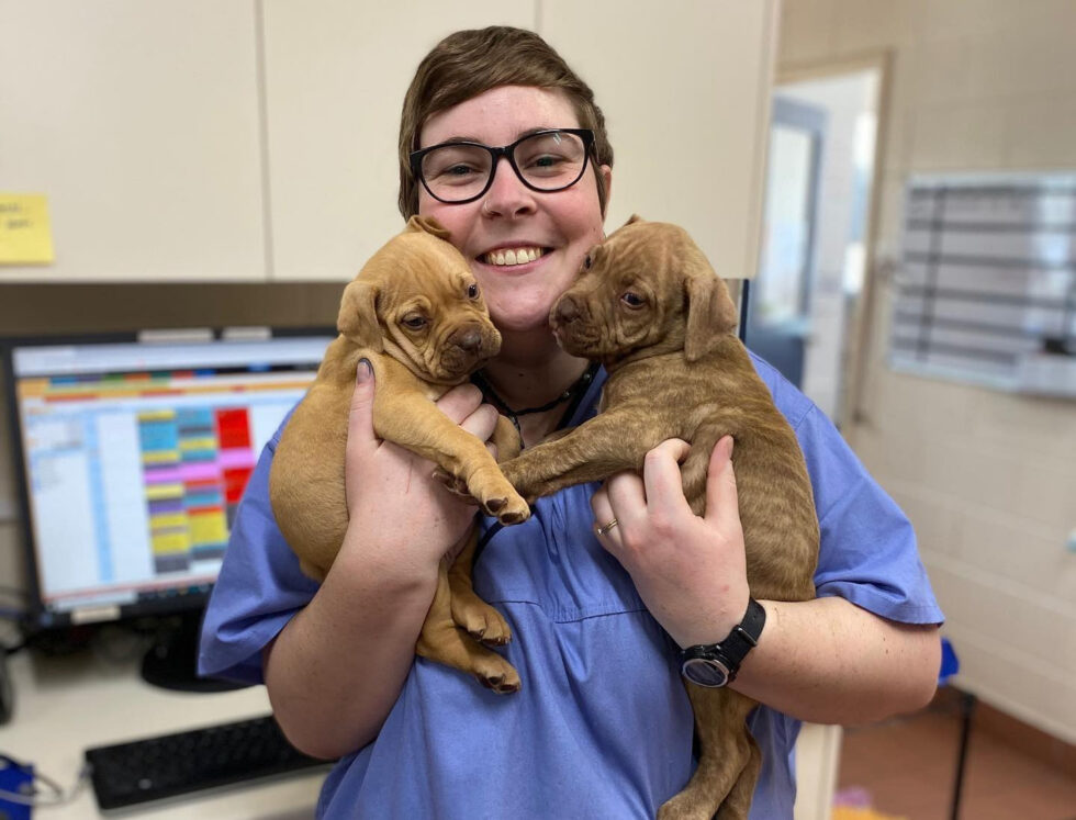 Veterinary Nurse | Current Job Vacancies | Mowbray Vet